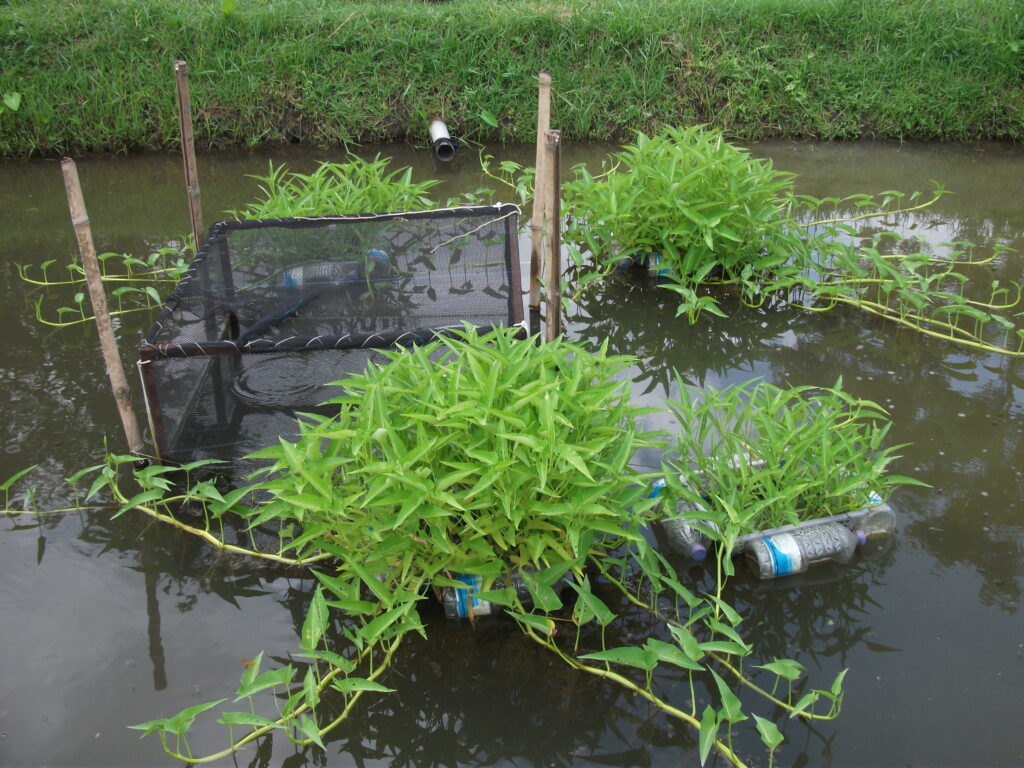 Acuicultura integrada: un sistema productivo totalmente ecológico ...