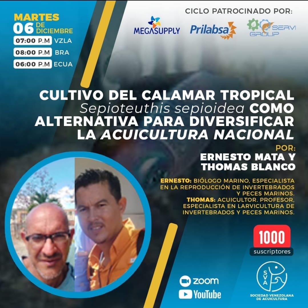 Cultivo del Calamar Tropical Sepioteuthis sepioidea como Alternativa ...